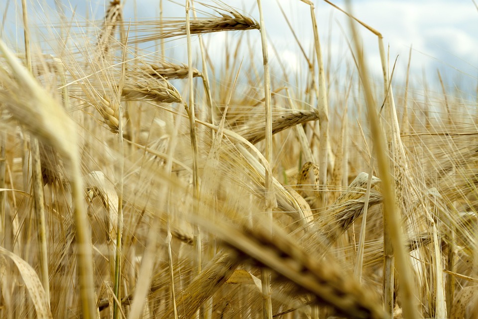 Barley Field Grain Cereal - Free photo on Pixabay