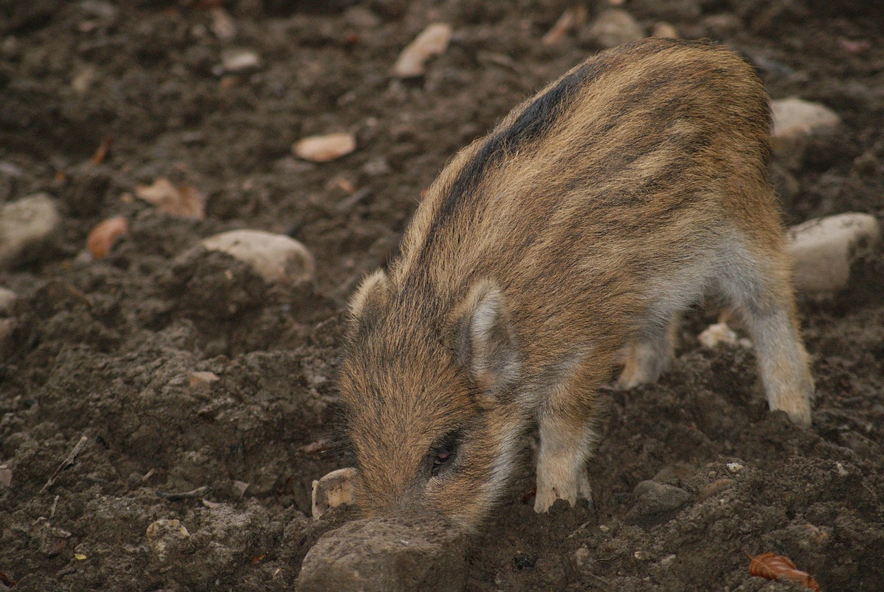 Piglet Pig Animals - Free photo on Pixabay - Pixabay