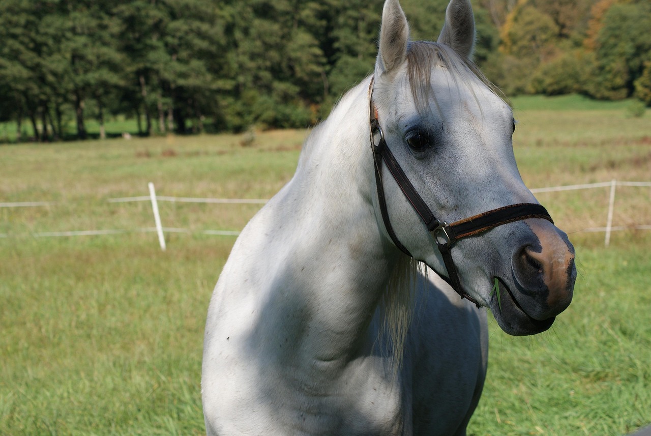 Horse Head Graze - Free photo on Pixabay - Pixabay
