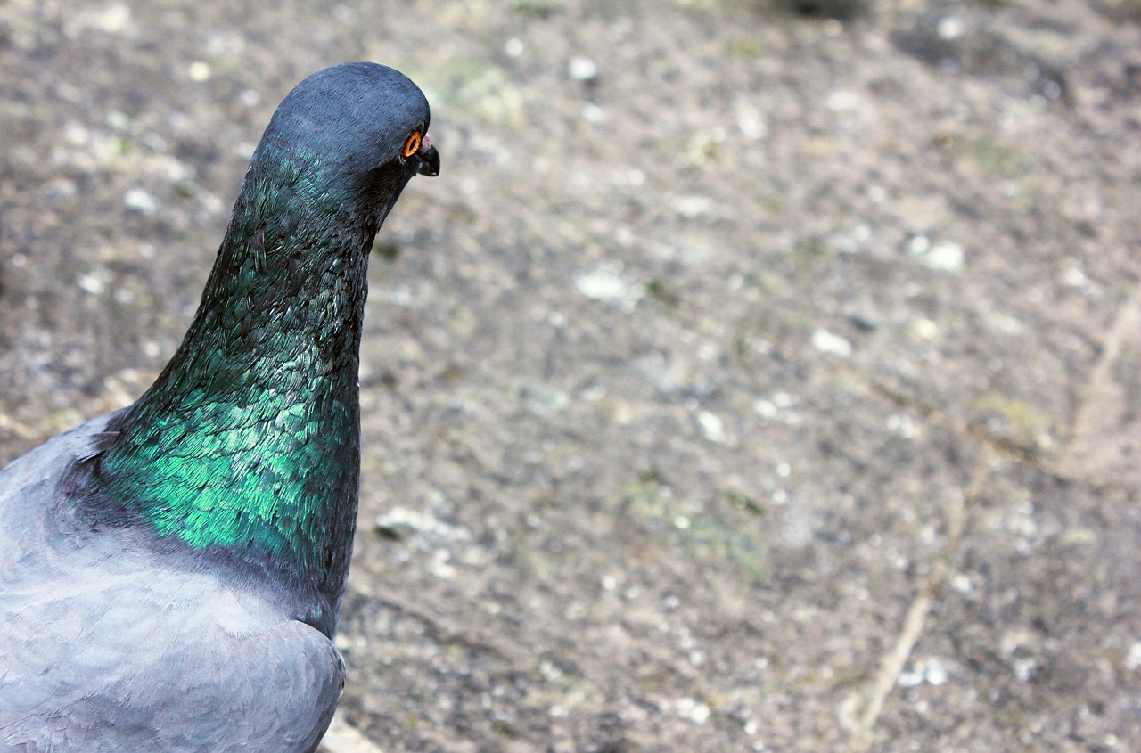 Pigeon Biset Columba Livia - Photo gratuite sur Pixabay - Pixabay