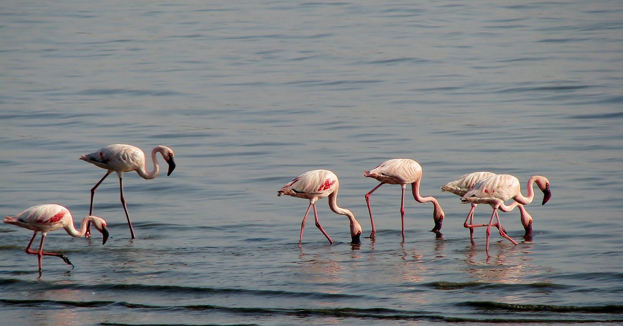 Flamingos Birds Avian - Free photo on Pixabay - Pixabay