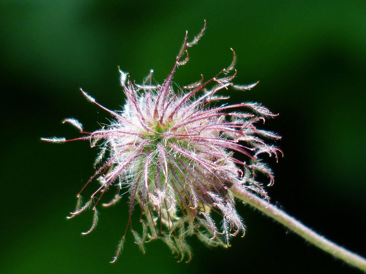 Sungai Avens Bunga Runcing Mekar - Foto gratis di Pixabay - Pixabay