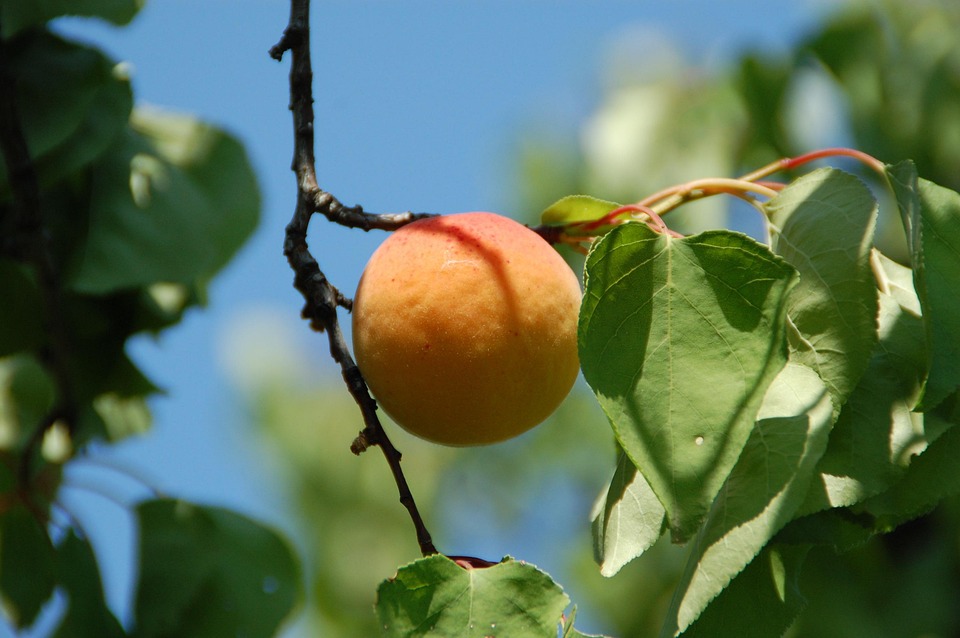 Apricot Fruit South - Free photo on Pixabay - Pixabay