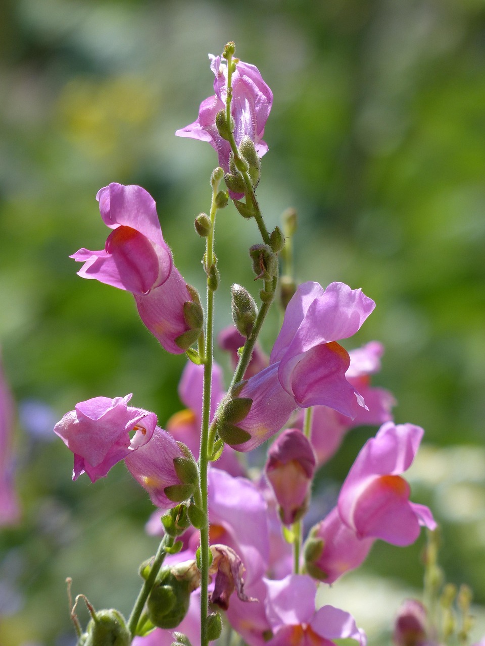 Big Snapdragon Blossom Bloom - Free photo on Pixabay