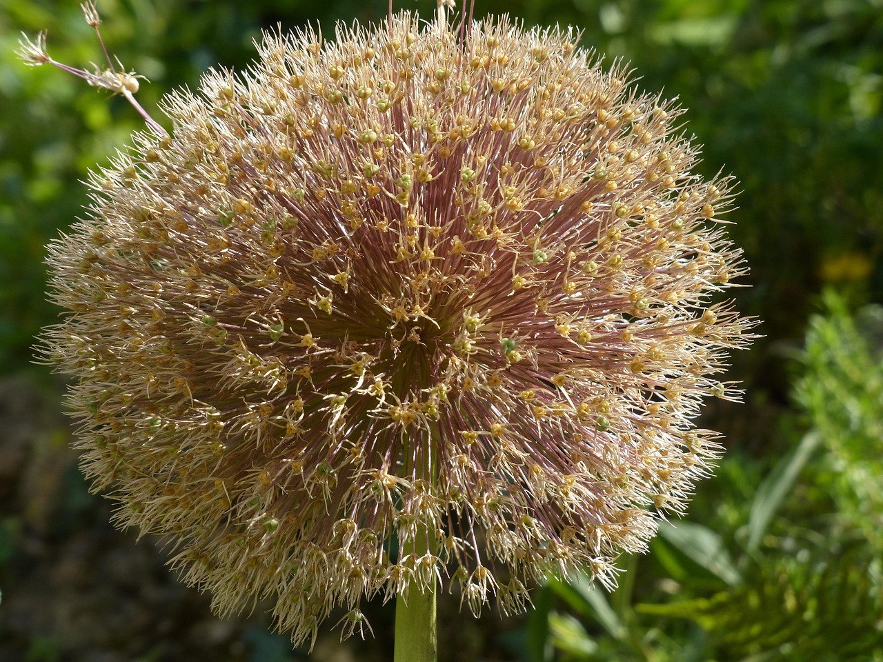 Allium Giganteum Puerro Flor - Foto gratis en Pixabay - Pixabay