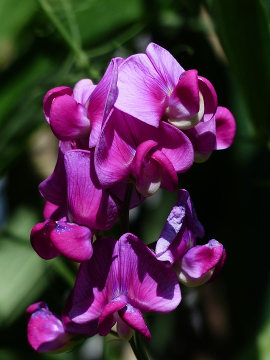 Lathyrus Tuberosus Blossom Bloom - Free photo on Pixabay - Pixabay