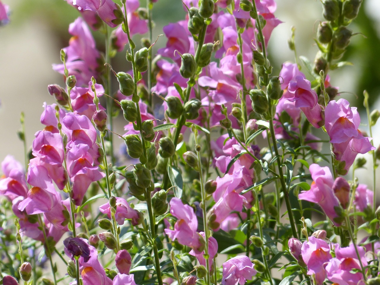 Gros Muflier Fleur Épanouissement - Photo gratuite sur Pixabay