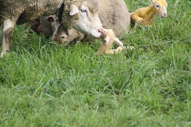 Schafe Geburt Lamm - Kostenloses Foto auf Pixabay