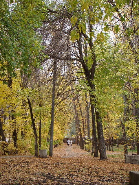 Alley Trees City The - Free photo on Pixabay - Pixabay