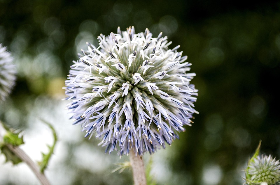 Macro Flower Flora - Free photo on Pixabay - Pixabay