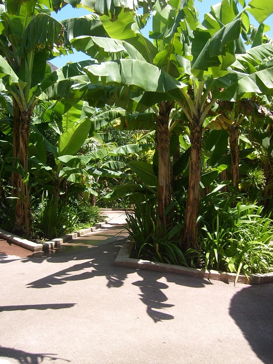 Plantación Bananera Plátano - Foto gratis en Pixabay