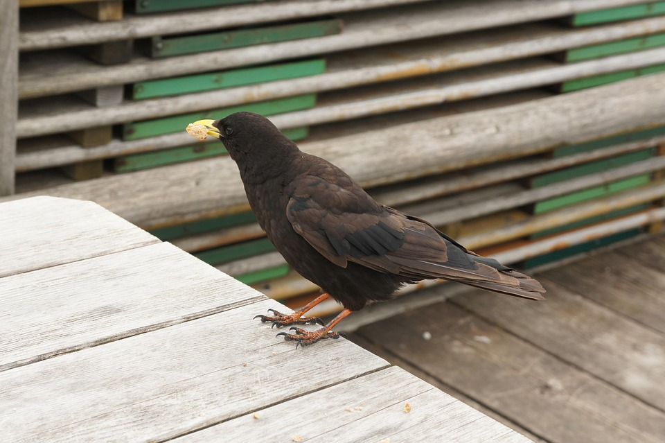 Mountain Jackdaw Bird Feather - Free photo on Pixabay