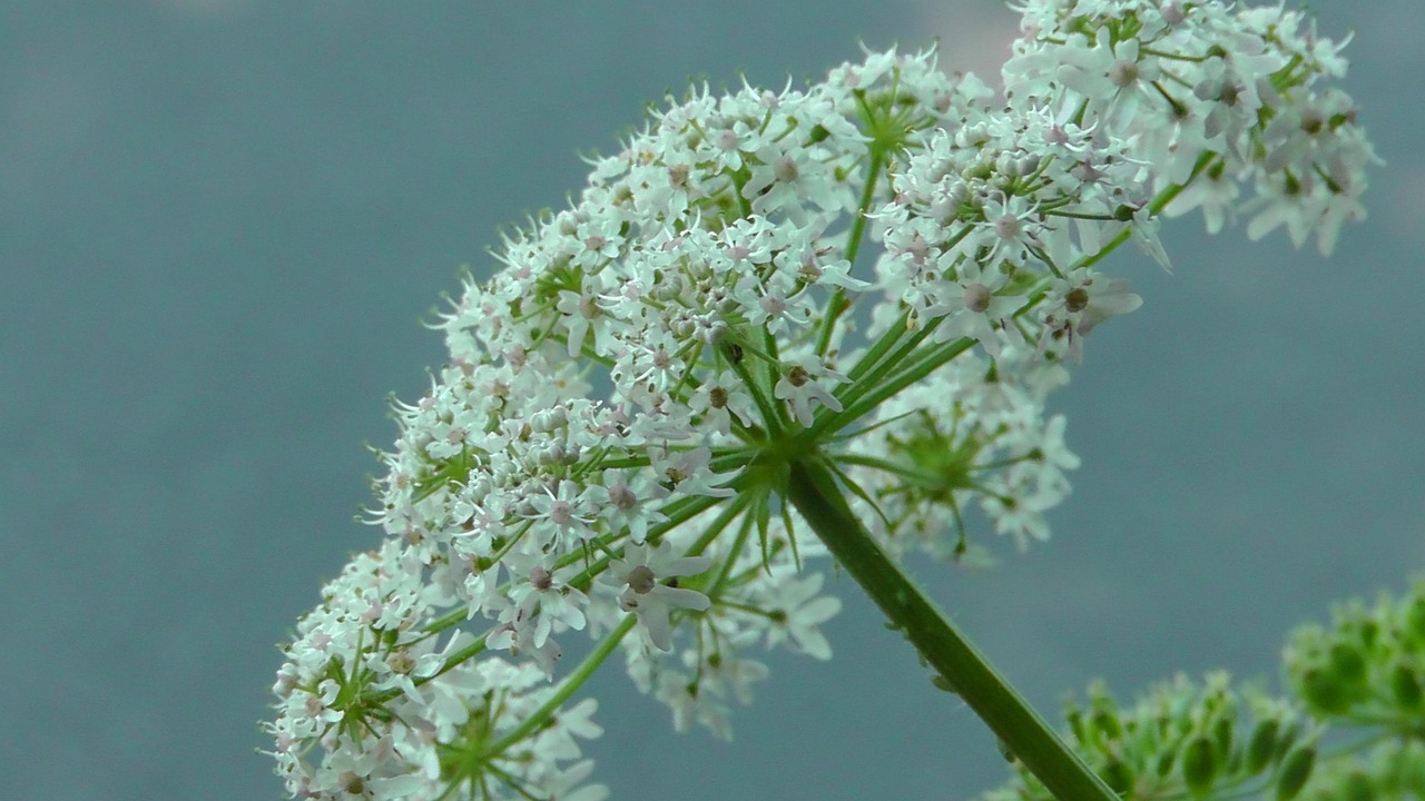 Bunga Runcing Padang Rumput - Foto gratis di Pixabay - Pixabay