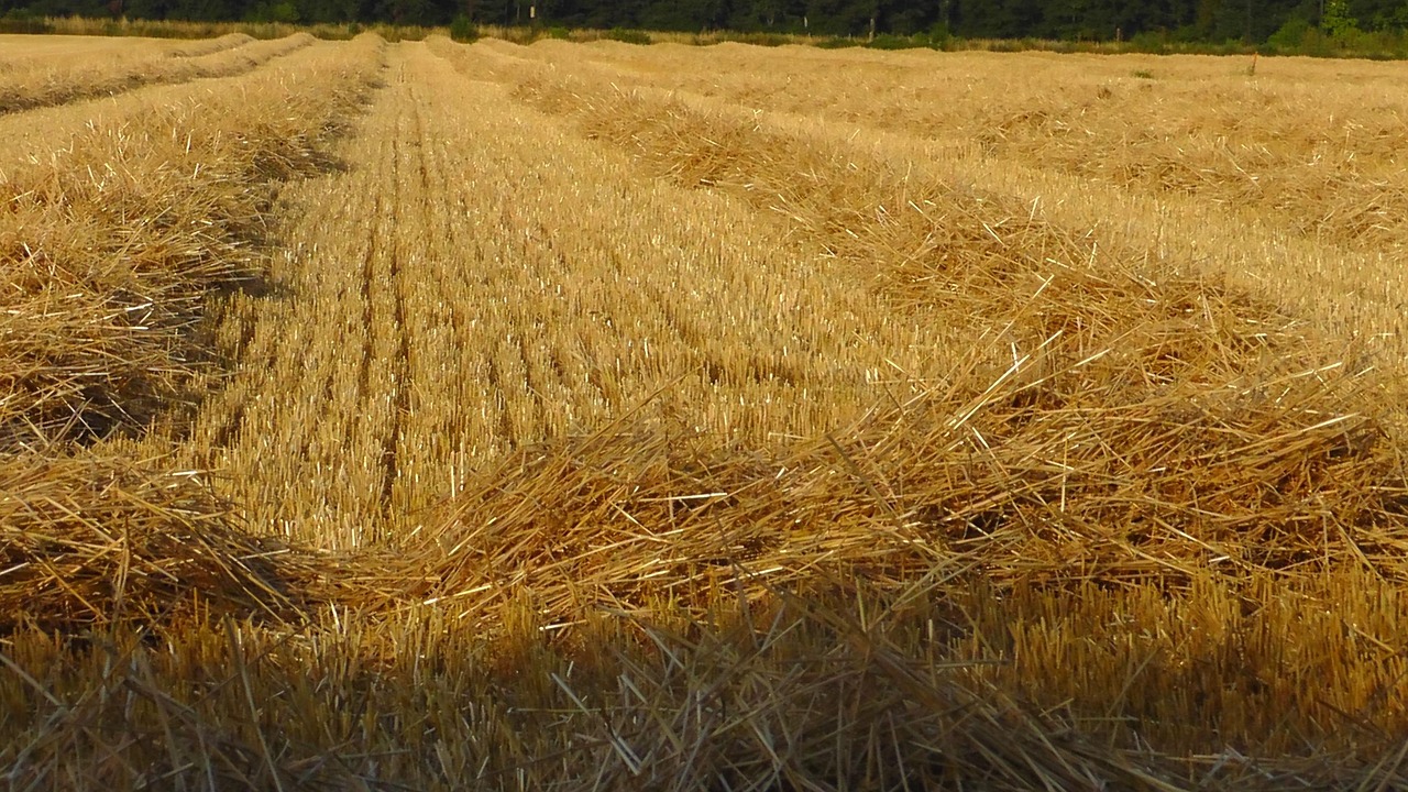 80+ Free Corn Stalks & Agriculture Images - Pixabay