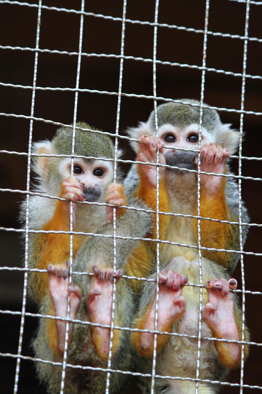 Monkey Nagasaki Bio Park Zoo - Free photo on Pixabay - Pixabay