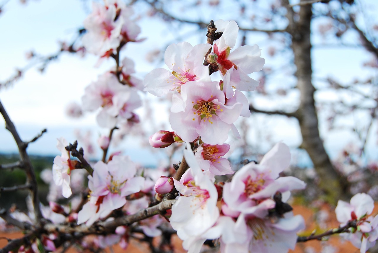 Flor Durazno Naturaleza - Foto gratis en Pixabay - Pixabay