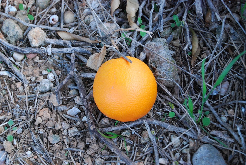 Orange Valence La Nature - Photo gratuite sur Pixabay - Pixabay