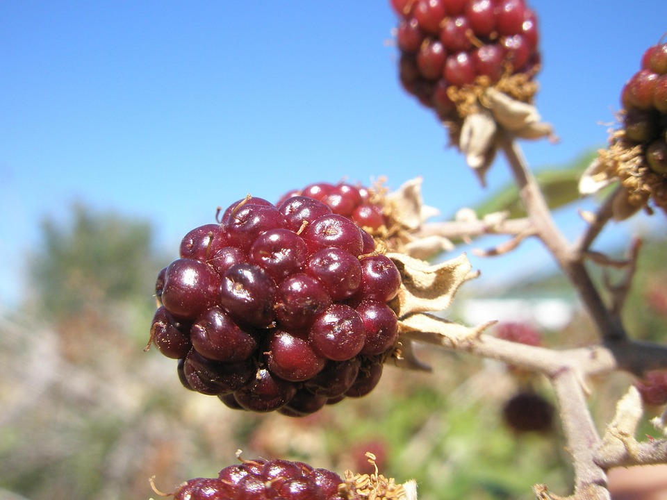 Mûres Blackberry Baies Des - Photo gratuite sur Pixabay - Pixabay