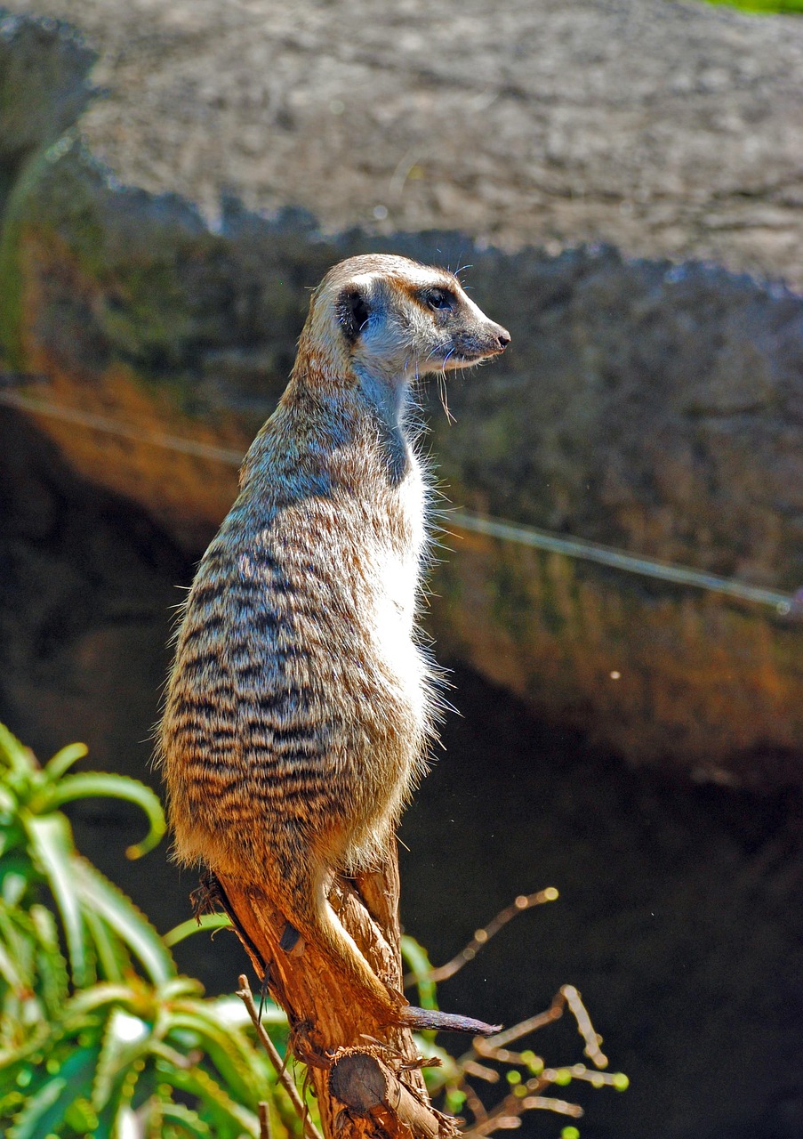Suricate Zoo Animal - Photo gratuite sur Pixabay - Pixabay