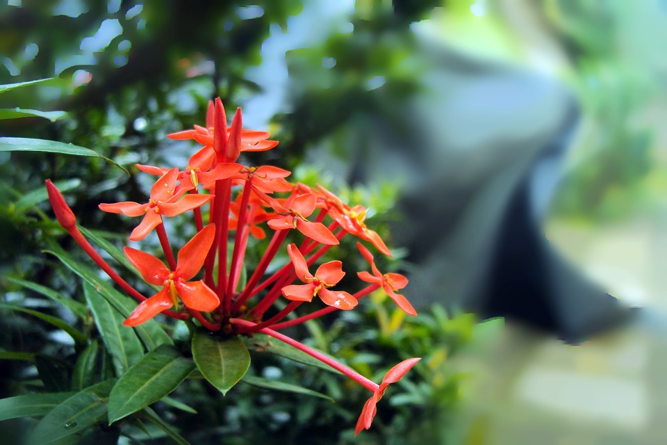 Santan Flower Kanakambaram - Free photo on Pixabay