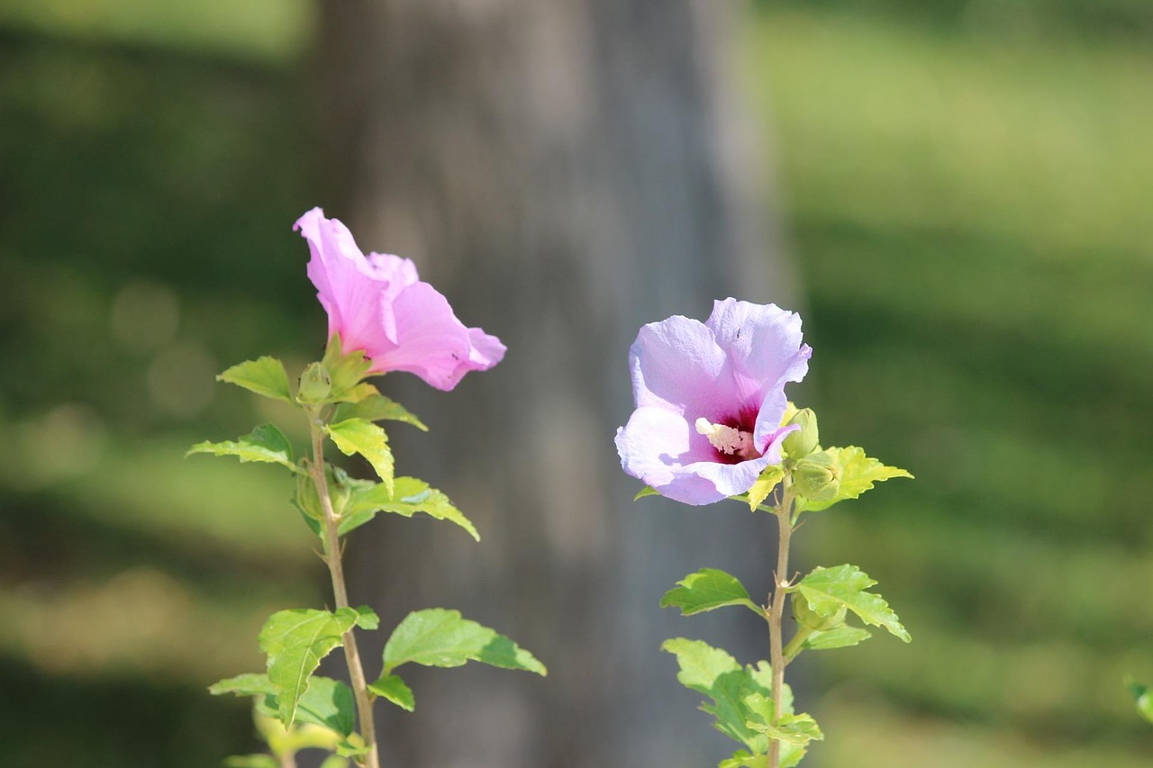 Flor Plantar - Foto gratuita no Pixabay - Pixabay
