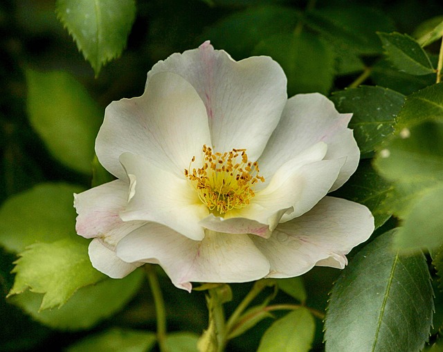 Rose Blanche Pleine Floraison - Photo gratuite sur Pixabay - Pixabay