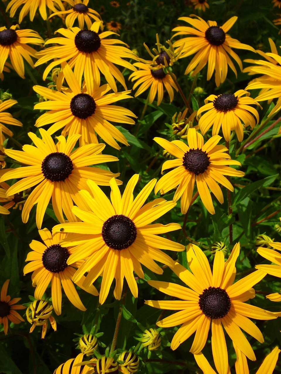 50,000+ Free July Flowers & Nature Images - Pixabay
