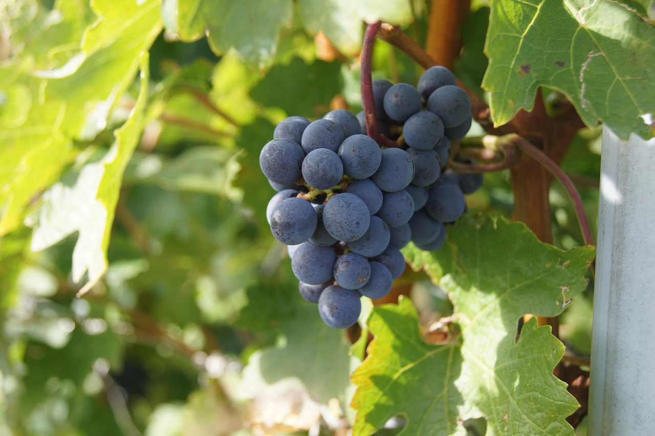 Grape Vinranka Vin - Gratis foto på Pixabay - Pixabay