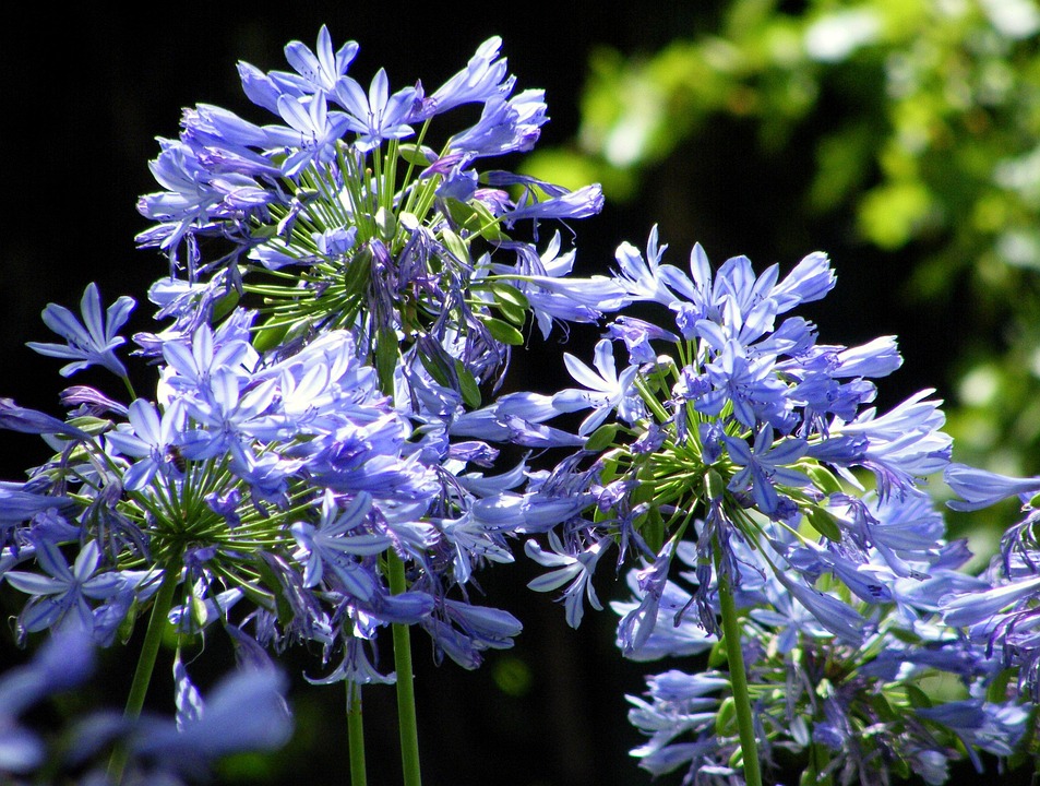 Bunga-Bunga Agapanthus Kerawang - Foto gratis di Pixabay