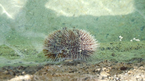 20+ Free Beach Ecosystem & Ecosystem Photos - Pixabay