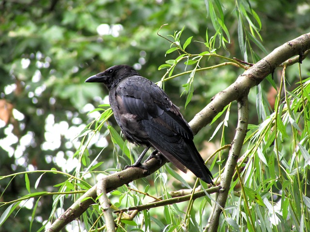 Crow Bird Raven - Free photo on Pixabay - Pixabay