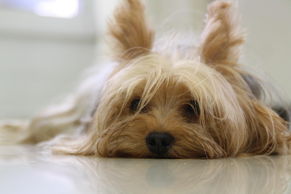 Yorkshire Terrier Dog Yorkie - Free photo on Pixabay