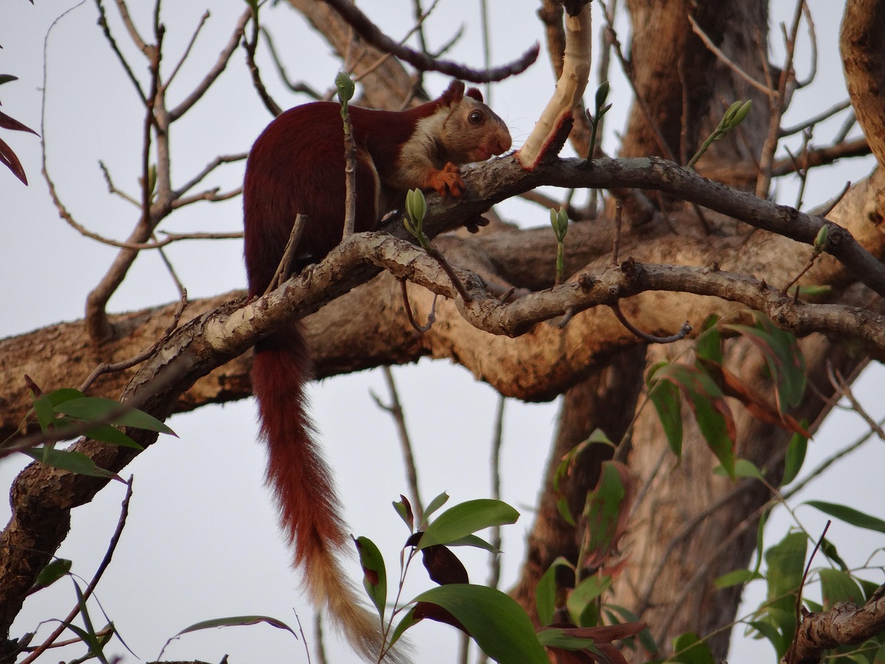 10+ Free Malabar Giant Squirrel & Karnataka Images - Pixabay