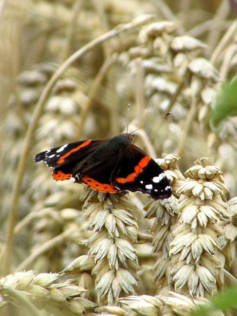 Papillon Amiral Edelfalter - Photo gratuite sur Pixabay - Pixabay