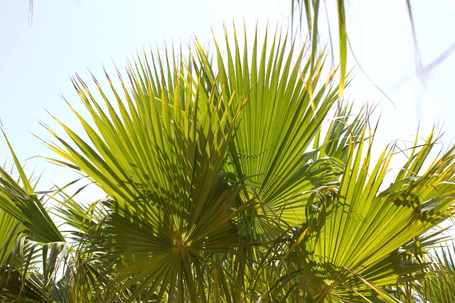 Palm Tree Heaven Beach South - Free photo on Pixabay - Pixabay Palm Tree Heaven Beach South - Free photo on Pixabay - Pixabay