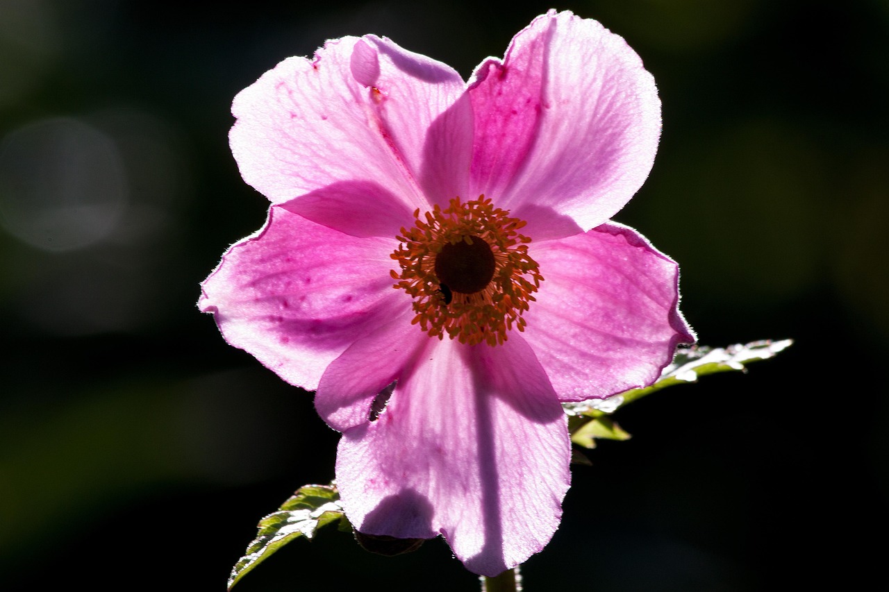 Anemone Japan Buttercups - Free photo on Pixabay
