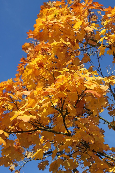 Tree Branch Nature - Free photo on Pixabay