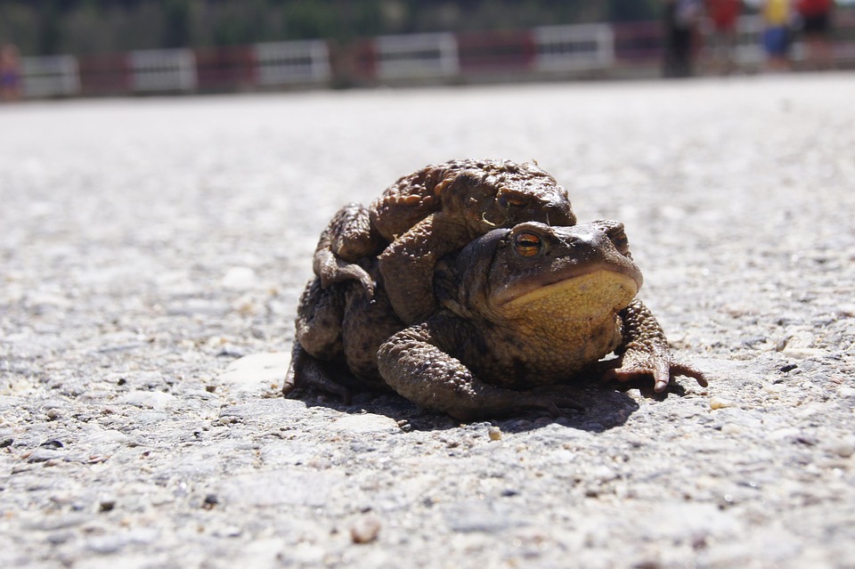 Toads Frog Romania - Free photo on Pixabay - Pixabay