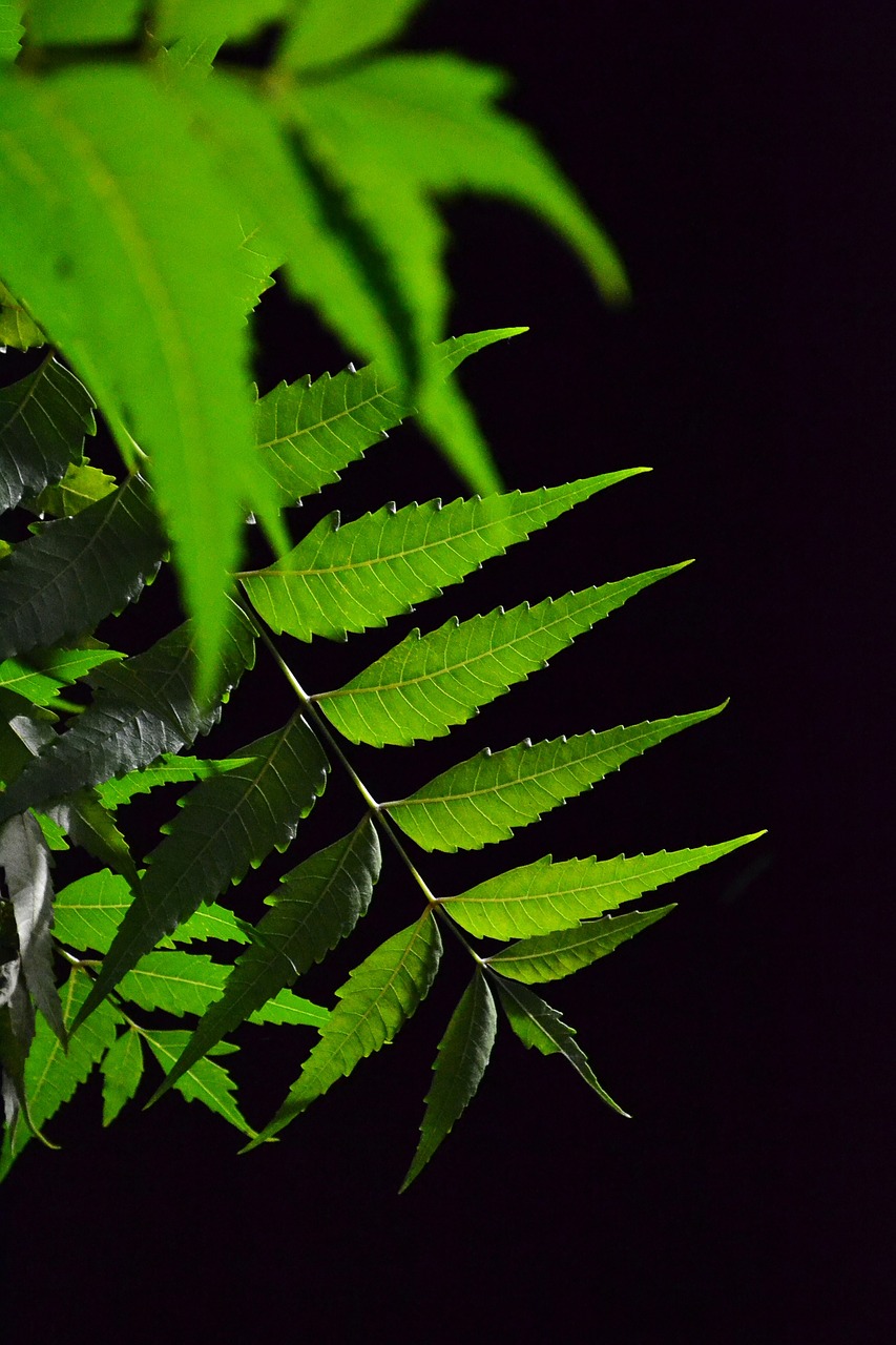 Kohoma 叶树 中草药树 树 - Pixabay上的免费照片 - Pixabay