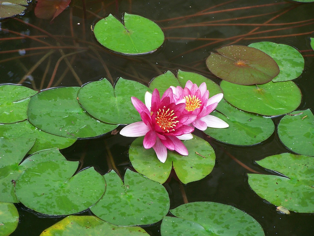 Lotus Plants Aquatic - Free photo on Pixabay - Pixabay