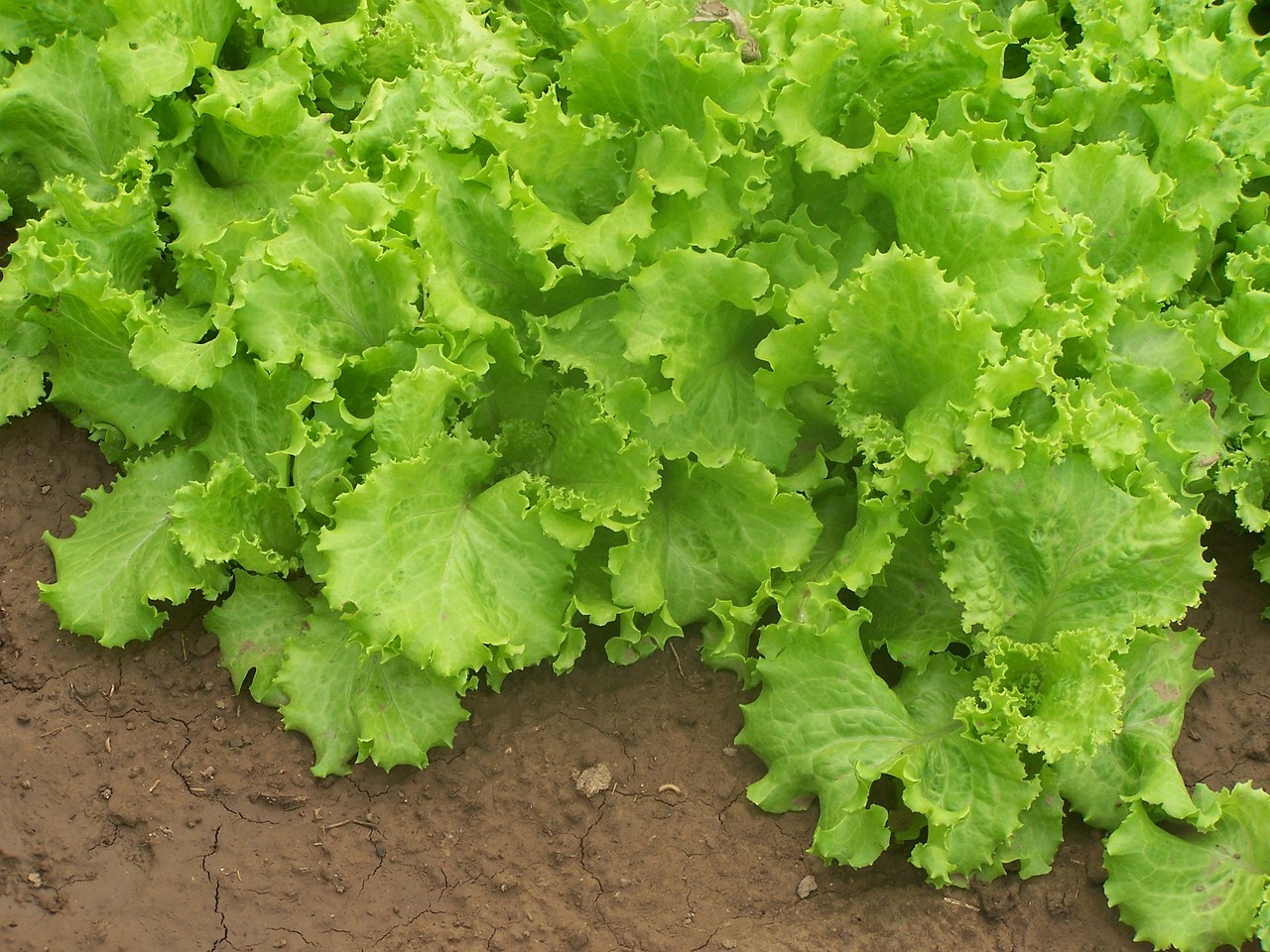 Cultiver Ferme Biologique Laitue - Photo gratuite sur Pixabay - Pixabay