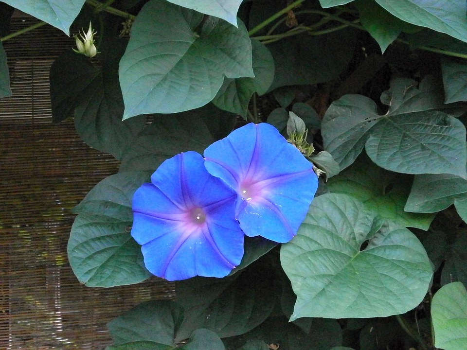 Morning Glory Blue Flowers Summer - Free photo on Pixabay - Pixabay