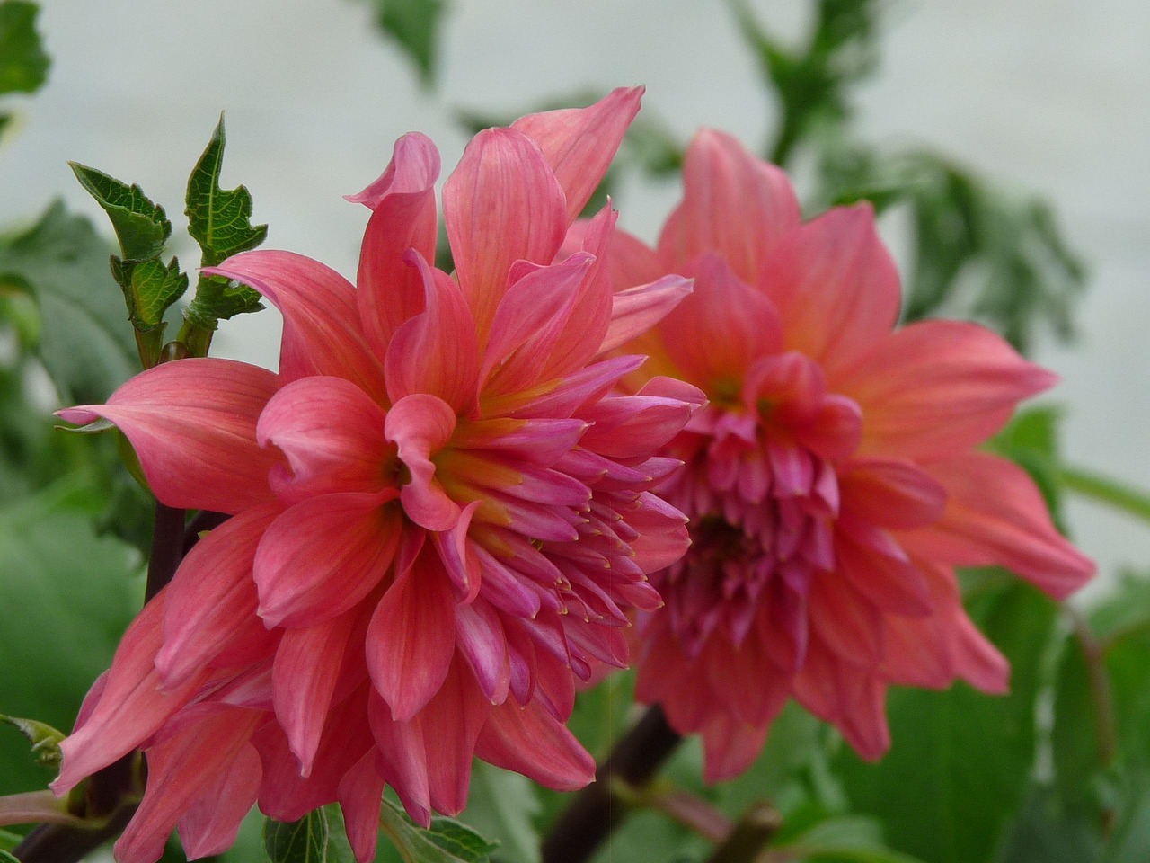 Twin Flowers Red Daisy Floral - Free photo on Pixabay