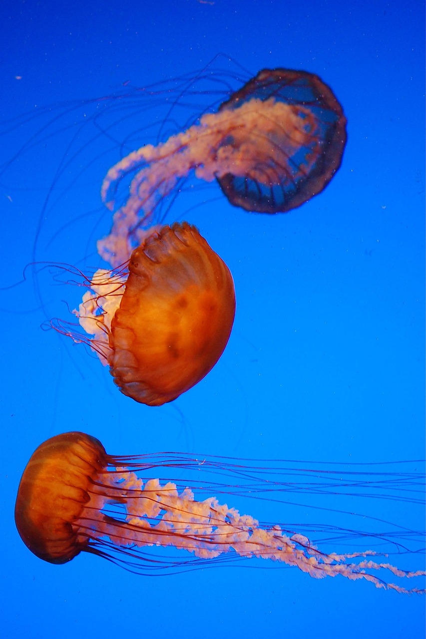 100+ Free Jelly Fish & Jellyfish Photos - Pixabay