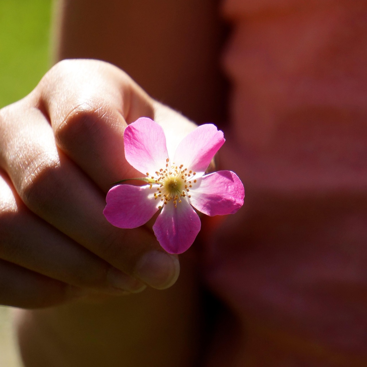 Flower For You Show Stretch Out - Free photo on Pixabay - Pixabay