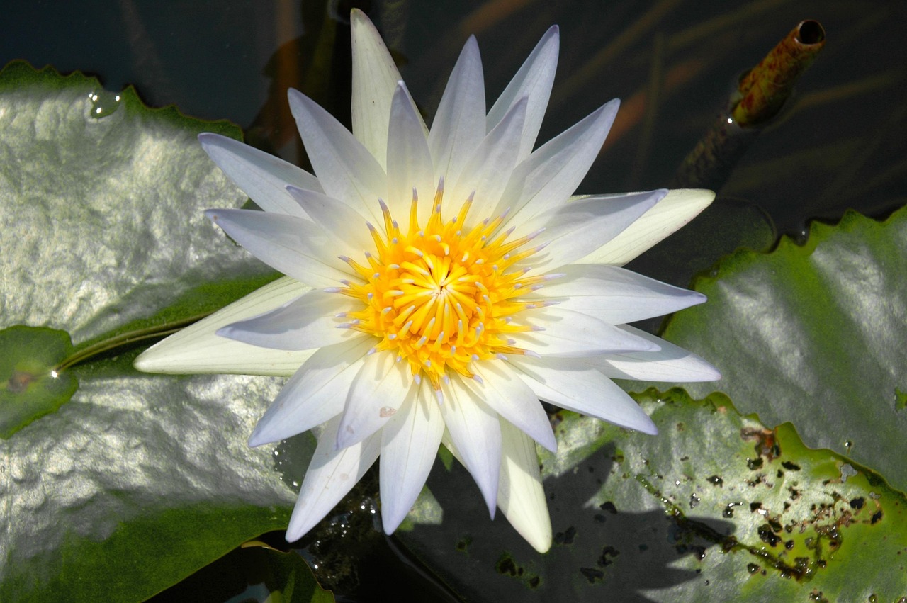 Nénuphar Blanche - Photo gratuite sur Pixabay - Pixabay
