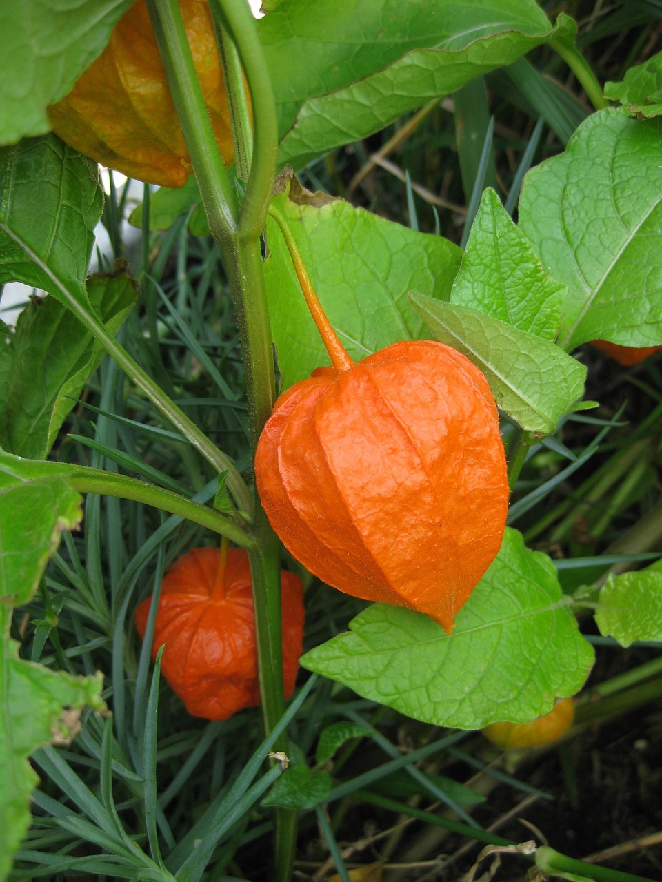 Orange Flower Garden Leaves - Free photo on Pixabay - Pixabay