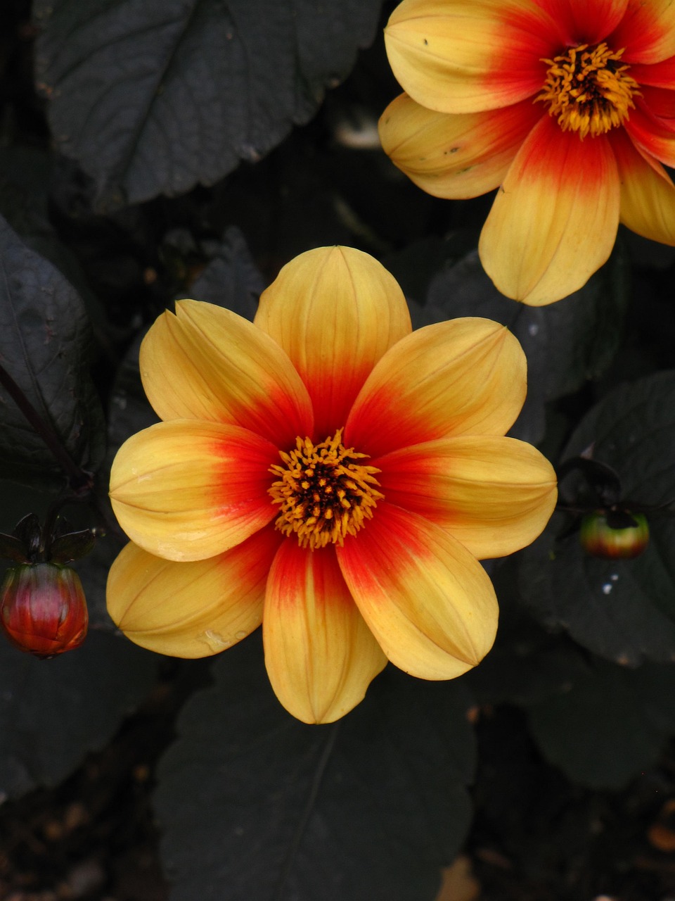 600+ Free Yellow Dahlias & Dahlia Images - Pixabay