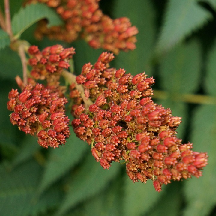 Rowan-Angervo Vagens De Sementes - Foto gratuita no Pixabay - Pixabay