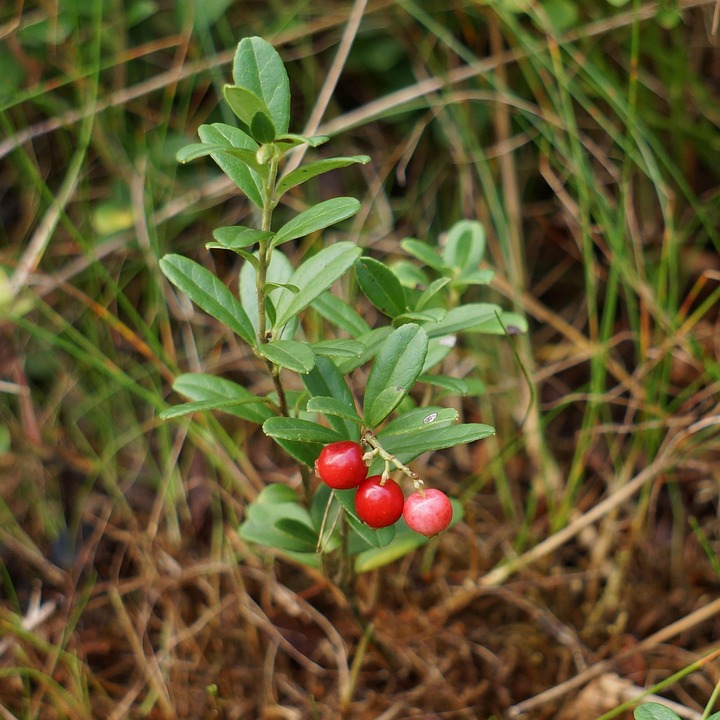 Cowberry Finnish Wild Berry - Free photo on Pixabay